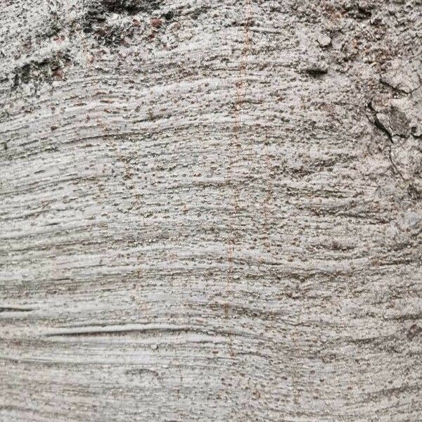 Giant-Leaved Fig (Ficus Macrostyla) Plant Care & How to Grow, Water