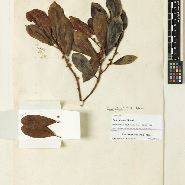 Ficus Mathewsii Plant Care & How to Grow, Water