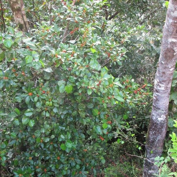 Ficus Mutabilis Plant Care & How to Grow, Water