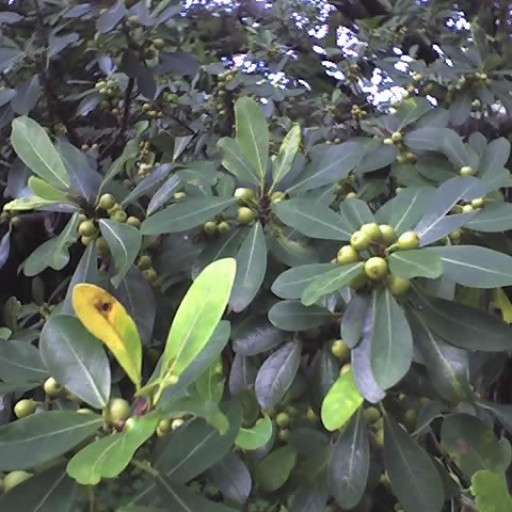Natal Fig (Ficus Natalensis Subsp. Leprieurii) Plant Care & How to Grow ...