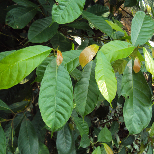 Mountain Fig Dapasan (Ficus Nervosa) Care Guide: Water, Soil ...