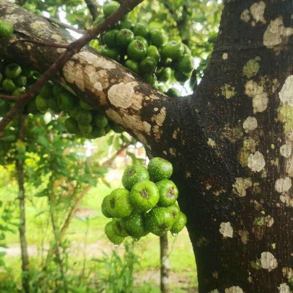 Tibig (Ficus Nota) Plant Care & How to Grow, Water