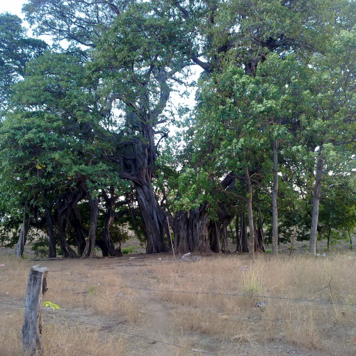 Amate (Ficus Obtusifolia) Plant Care & How to Grow, Water