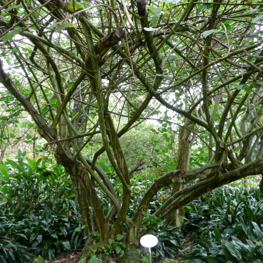 Punjab Fig (Ficus Palmata) Plant Care & How to Grow, Water