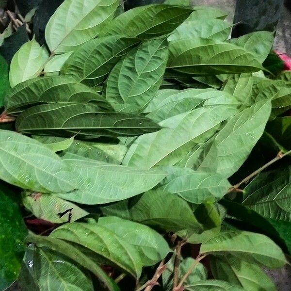 Sharp Fig (Ficus Parietalis) Plant Care & How to Grow, Water