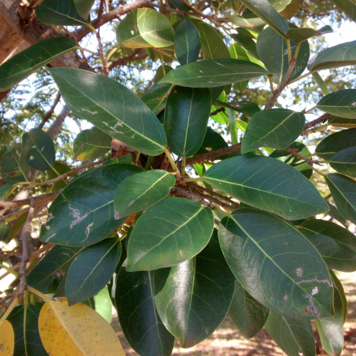 Ficus Pertusa Plant Care & How to Grow, Water