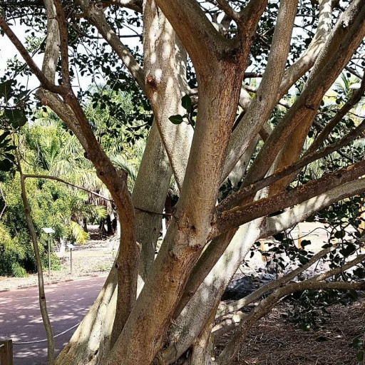 Rock Fig (Ficus Petiolaris) Plant Care & How to Grow, Water