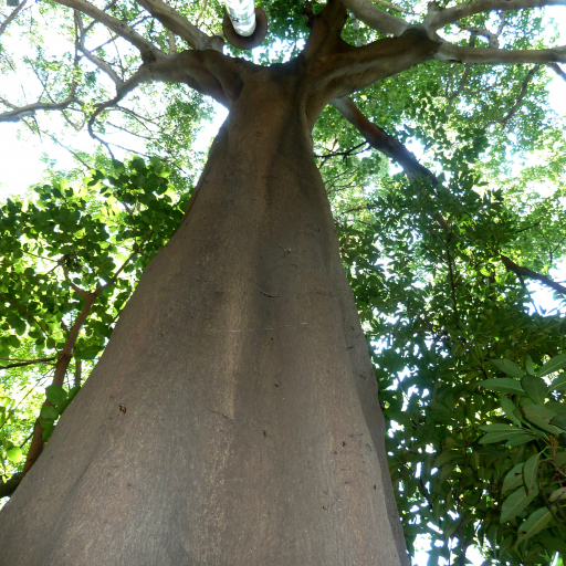 Ficus Polita Plant Care & How to Grow, Water