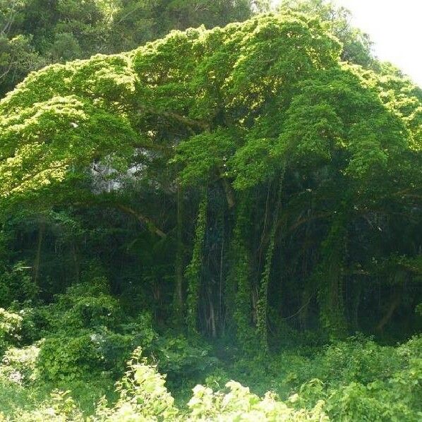 Pacific Banyan (Ficus Prolixa) Plant Care & How to Grow, Water