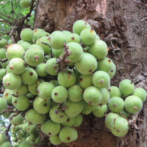 Indian Fig Tree (Ficus Racemosa) Plant Care & How to Grow, Water