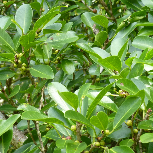 Ficus Reflexa Plant Care & How to Grow, Water