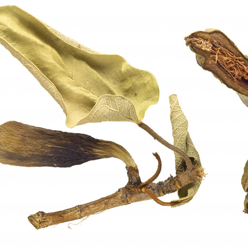 Ficus Repens Plant Care & How to Grow, Water