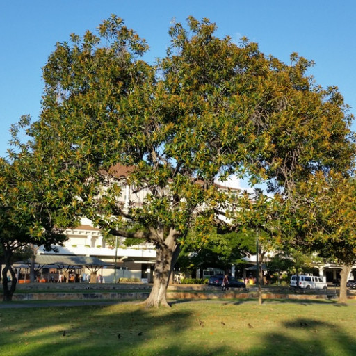 Illawarra Fig (Ficus Rubiginosa) Plant Care & How to Grow, Water