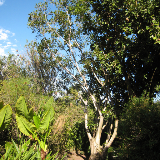 Ficus Rubra Plant Care & How to Grow, Water