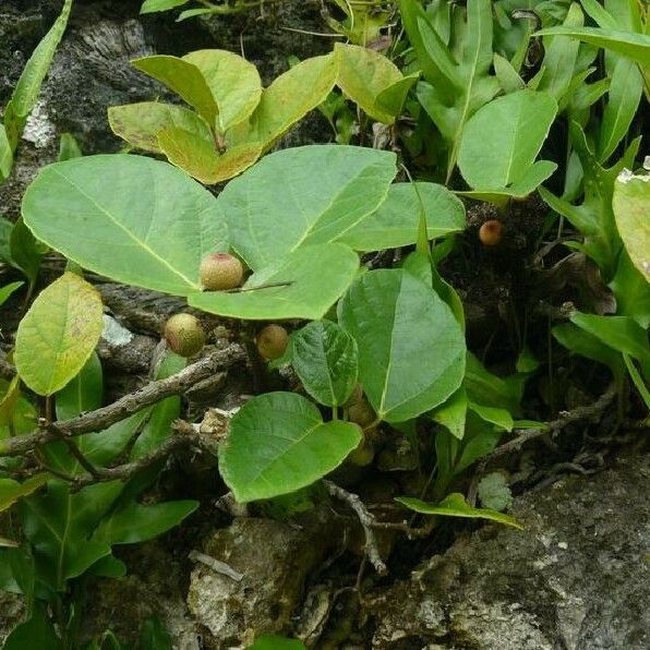 Large-Fruited Sycamore Fig (Ficus Scabra) Care Guide: Water, Soil ...