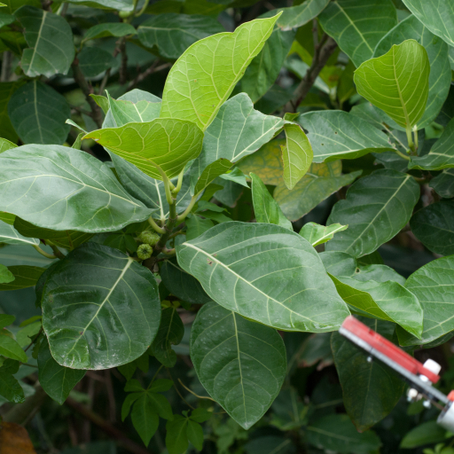 Fig Tree (Ficus Spp.) Plant Care & How to Grow, Water