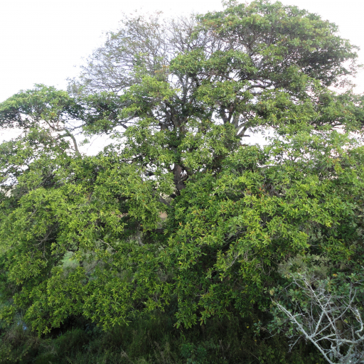 Bush Fig (Ficus Sur) Plant Care & How to Grow, Water