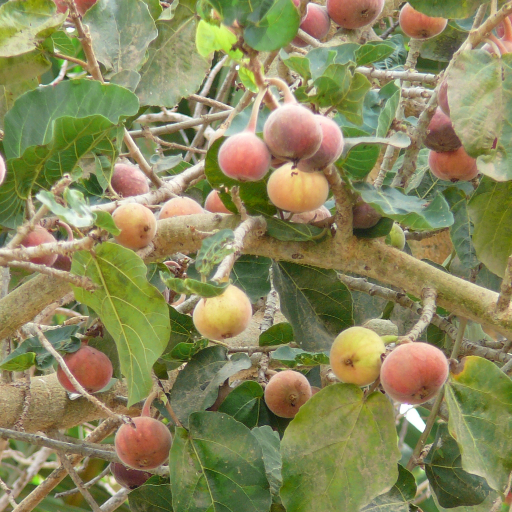 Sycamore Fig (Ficus Sycomorus) Plant Care & How to Grow, Water