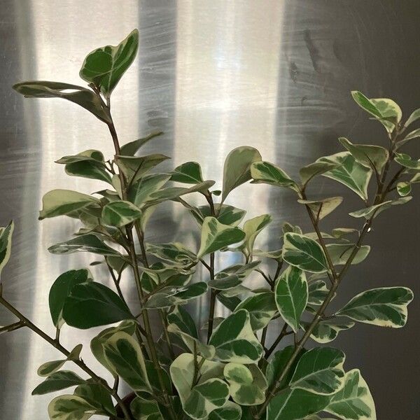 Sweetheart Tree (Ficus Triangularis) Plant Care & How to Grow, Water