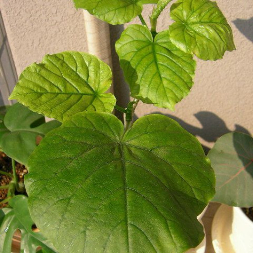 Umbrella Tree Fig (Ficus Umbellata) Plant Care & How to Grow, Water