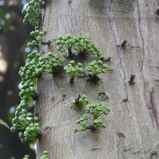 Common Red Stem Fig (Ficus Variegata) Plant Care & How to Grow, Water