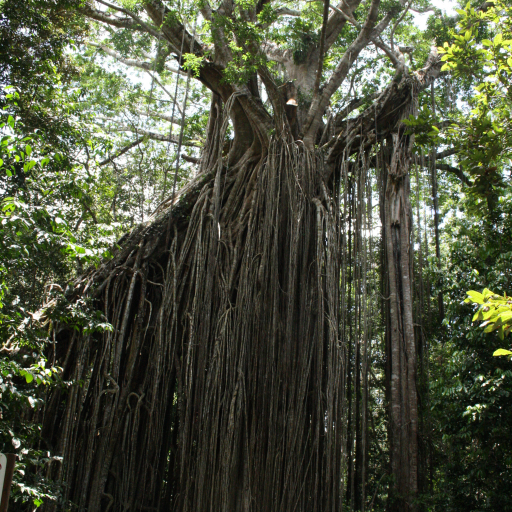 White Fig (Ficus Virens) Plant Care & How to Grow, Water