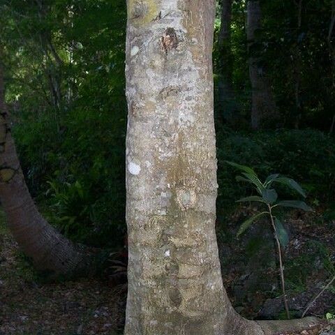 Sandpaper Fig (Ficus Virgata) Care Guide: Water, Soil & Propagation ...