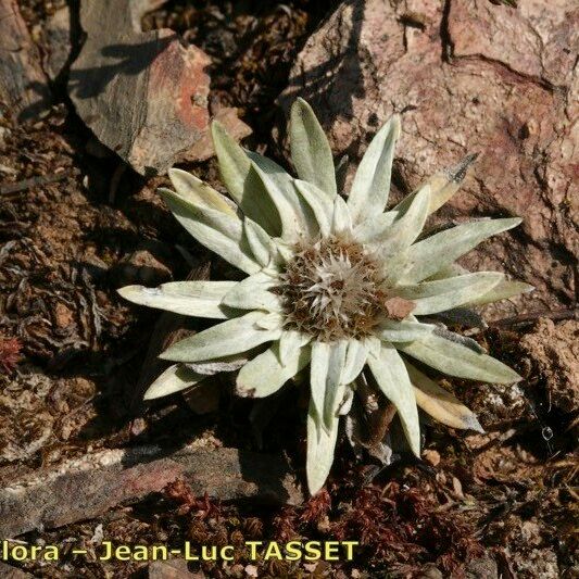 Filago Asterisciflora Care Guide: Water, Soil & Propagation - Plantiary