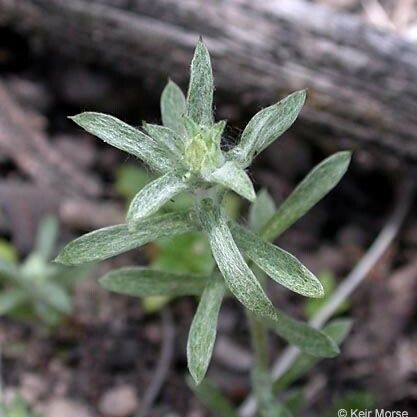 California Cottonrose (Filago Californica) Plant Care & How to Grow, Water