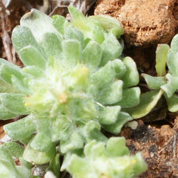 Filago Lusitanica Care Guide: Water, Soil & Propagation - Plantiary