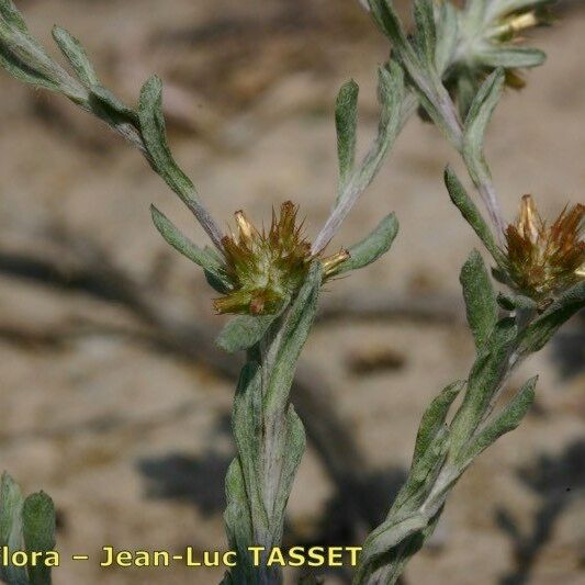Red-Tipped Cudweed (Filago Lutescens) Plant Care & How to Grow, Water