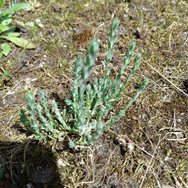 Little Cotton-Rose (Filago Minima) Plant Care & How to Grow, Water