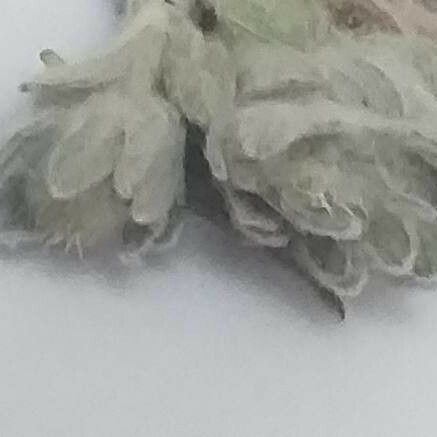 Pygmy Cudweed (Filago Pygmaea) Plant Care & How to Grow, Water