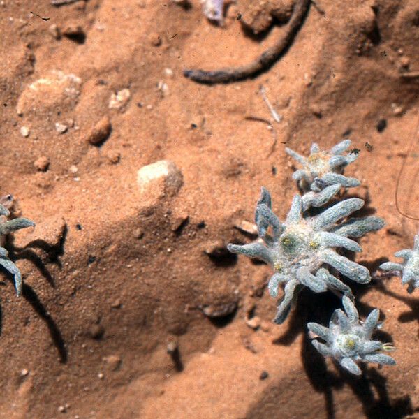 Filago Sahariensis Care Guide: Water, Soil & Propagation - Plantiary