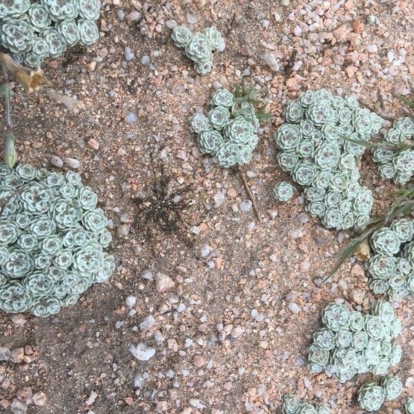 Filago Tyrrhenica Care Guide: Water, Soil & Propagation - Plantiary