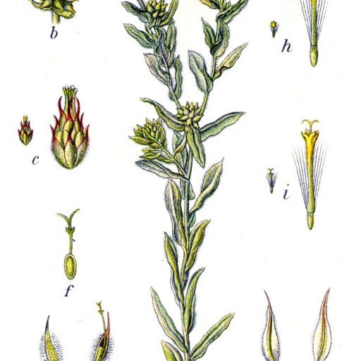 Filago Vulgaris Plant Care & How to Grow, Water