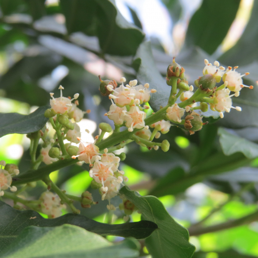 Ferntree (Filicium Decipiens) Plant Care & How to Grow, Water