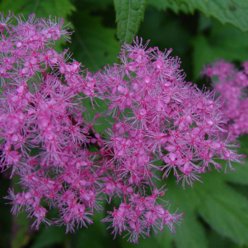 Multi-Ridge Meadowsweet (Filipendula Multijuga) Plant Care & How to ...