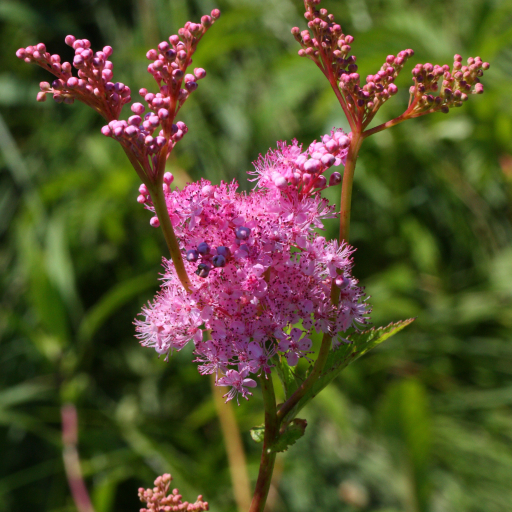 Queen Of The Prairie (Filipendula Rubra) Plant Care & How to Grow, Water