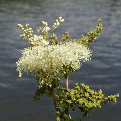 Meadowsweet (Filipendula Ulmaria) Plant Care & How to Grow, Water