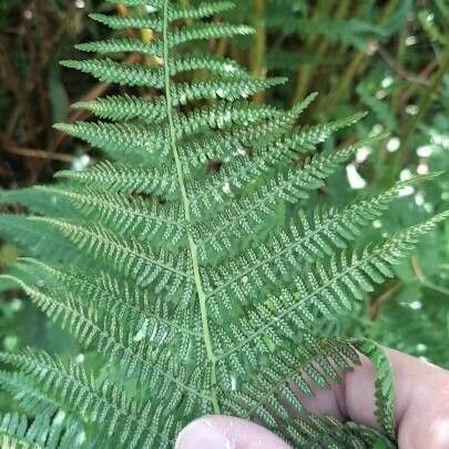 Filix-foemina Aquilina Plant Care & How to Grow, Water