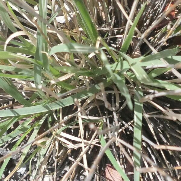 Zulu Fescue (Fingerhuthia Africana) Care Guide: Water, Soil ...