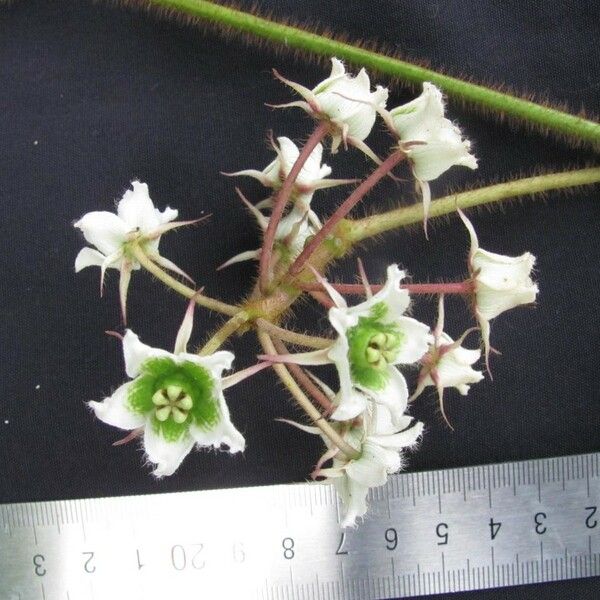 Fischeria Billbergiana Plant Care & How to Grow, Water