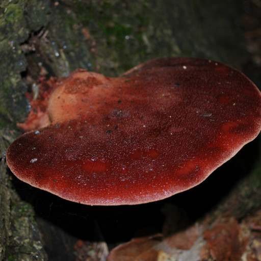 Beefsteak Polypore (Fistulina Hepatica) Plant Care & How to Grow, Water