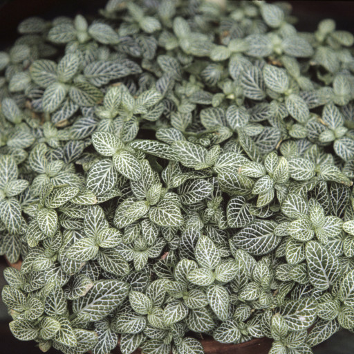 Silver Nerve (Fittonia Albivenis) Plant Care & How to Grow, Water