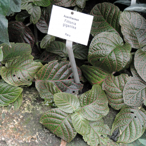 Giant Fittonia (Fittonia Gigantea) Plant Care & How to Grow, Water