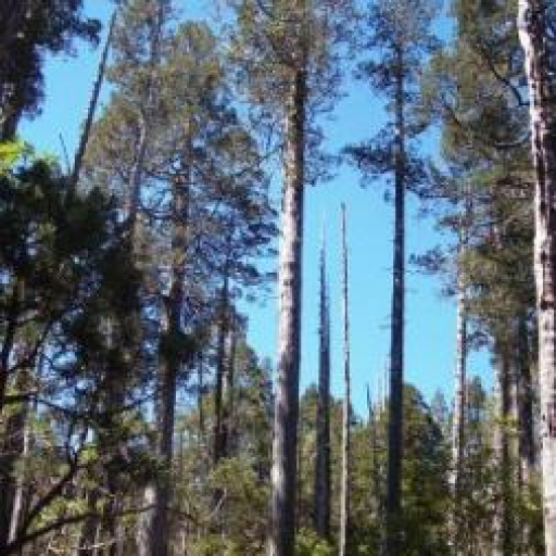 Patagonian Cypress (Fitzroya Cupressoides) Plant Care & How to Grow, Water
