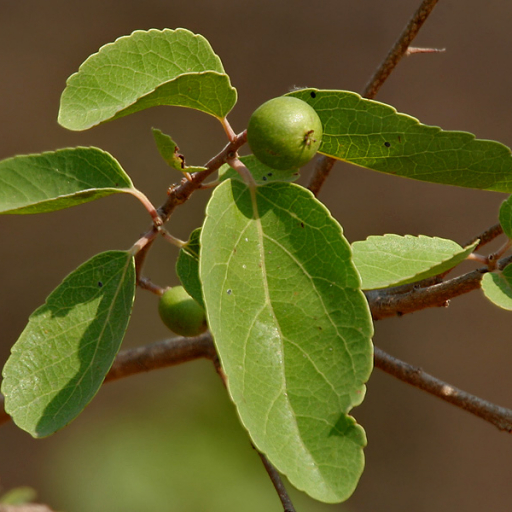 Governor's Plum (Flacourtia Indica) Plant Care & How to Grow, Water