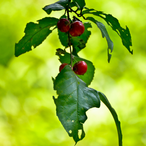 Plum-Of-Martinique (Flacourtia Inermis) Care Guide: Water, Soil ...