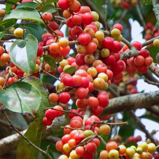 Flacourtia Montana Plant Care & How to Grow, Water